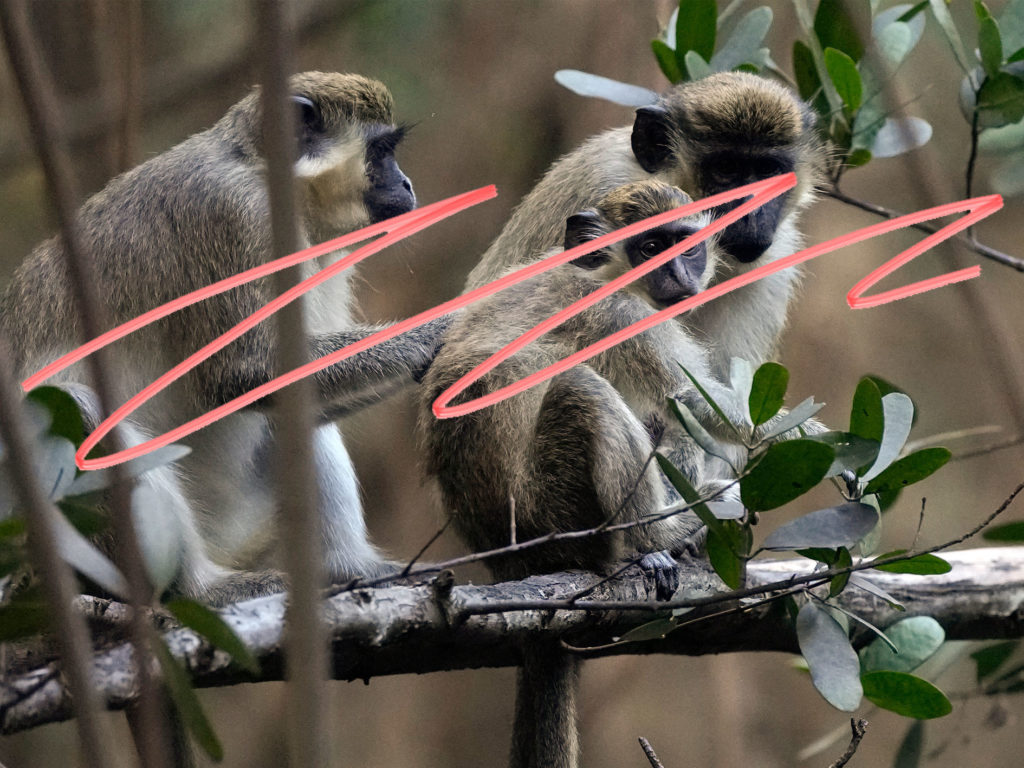 ”Apkoppor” byter namn – QX